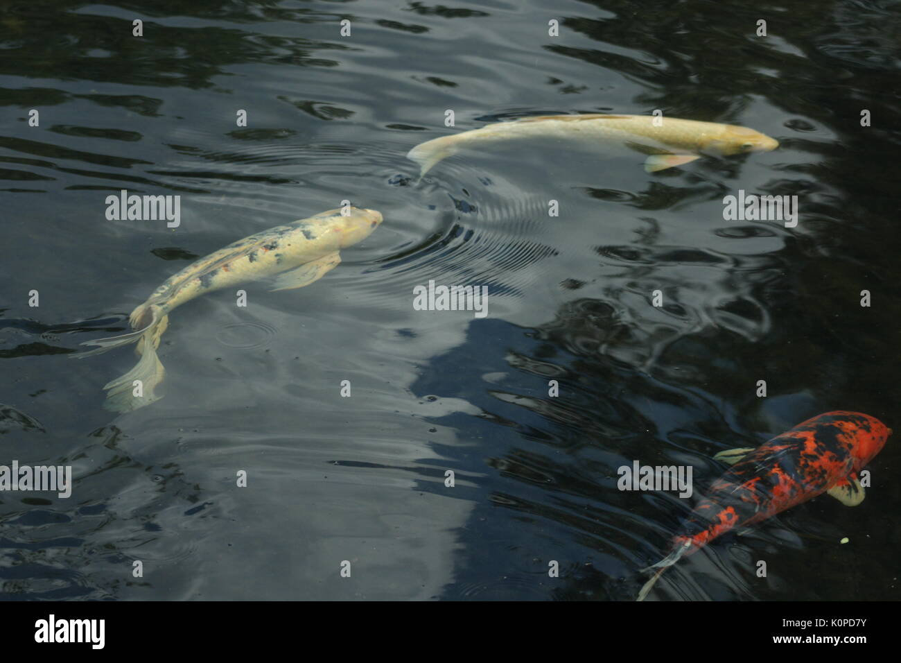 Koi fish in pond Stock Photo - Alamy