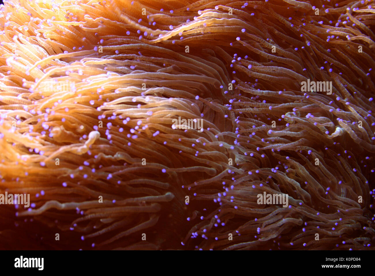 Close-up of sea anemones moving their tentacles Stock Photo - Alamy