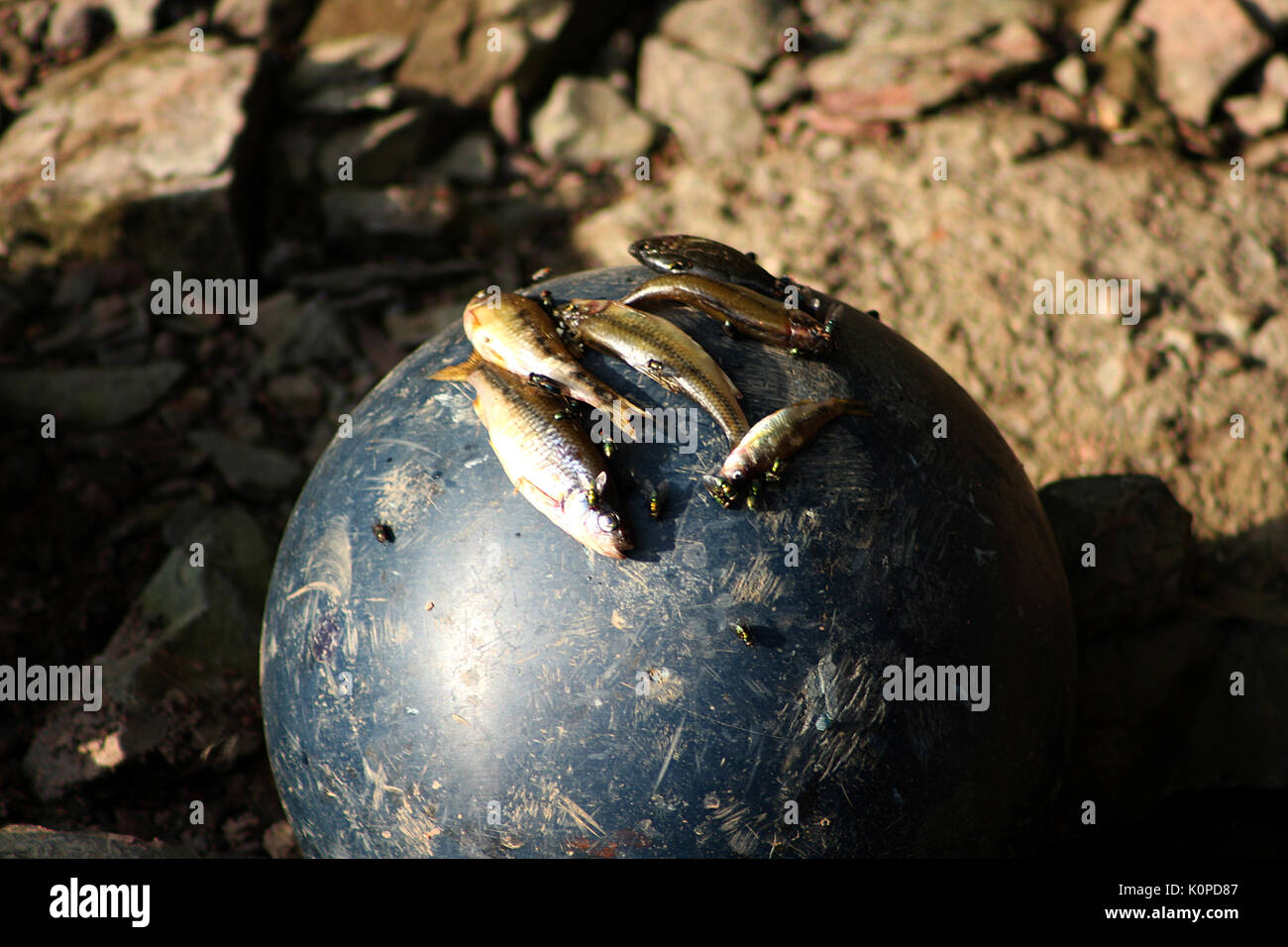 Dead fish out of water with flies swarming around Stock Photo - Alamy