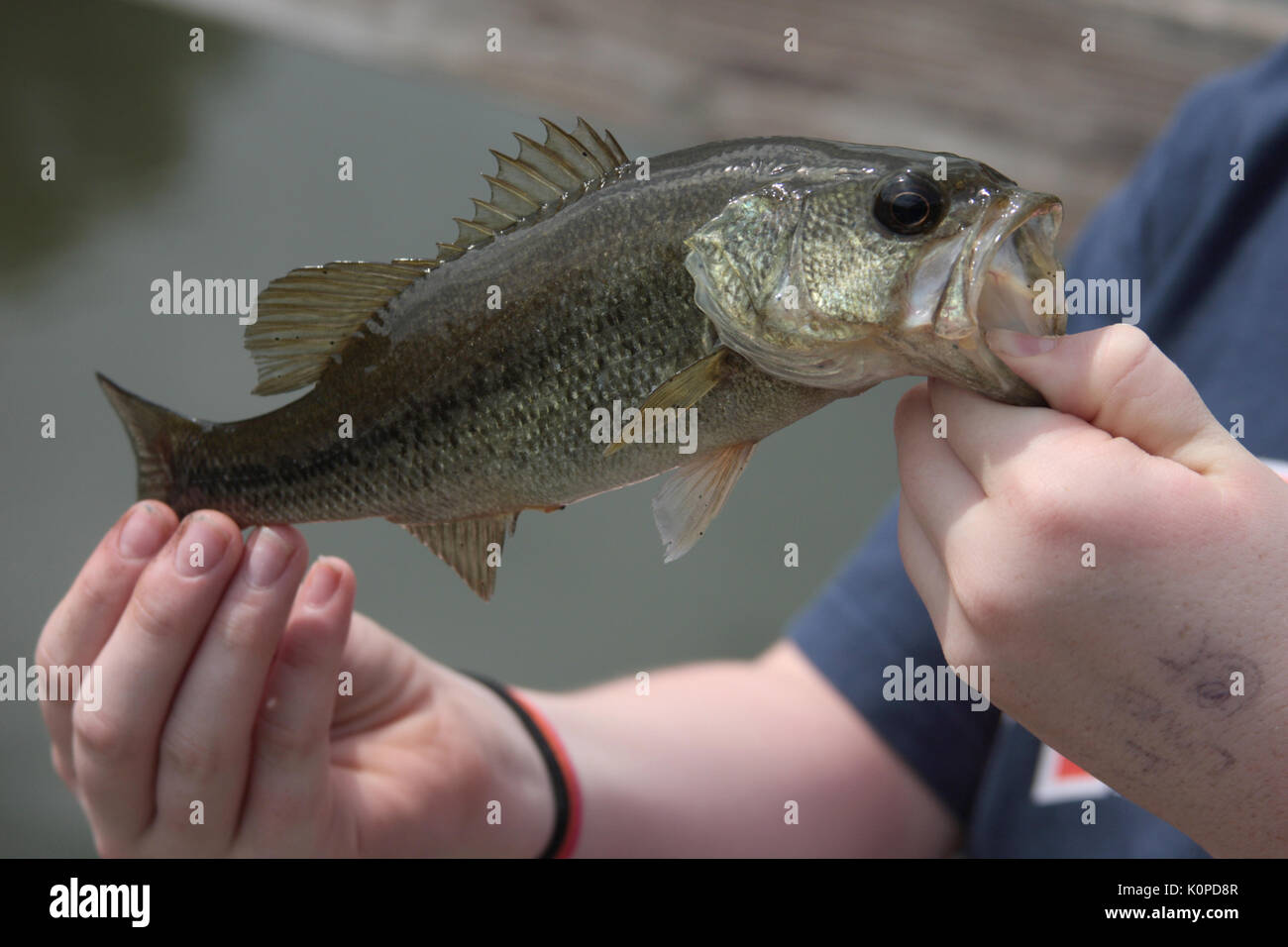 Just caught fish in man's hand Stock Photo - Alamy