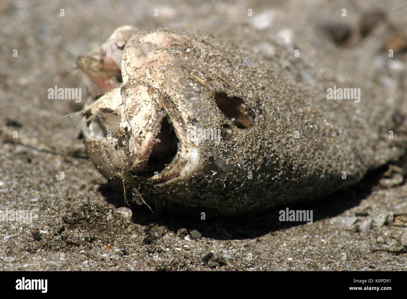Dead Rotting Fish High Resolution Stock Photography and Images - Alamy