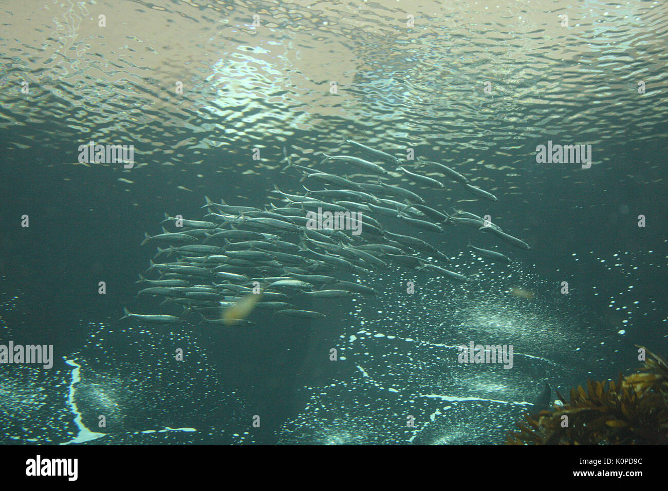 Underwater image of fish swimming Stock Photo - Alamy