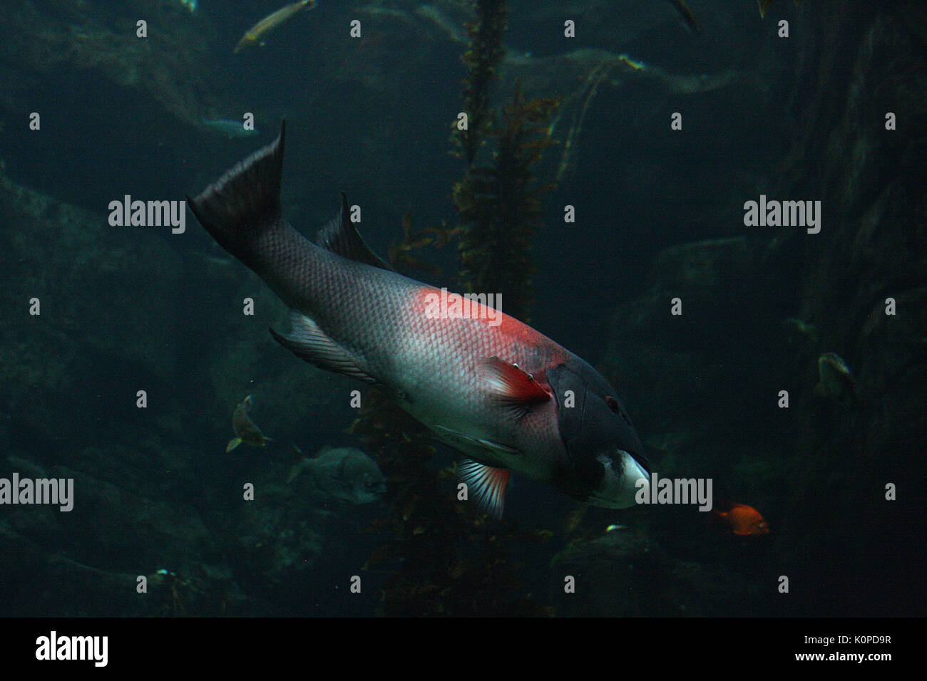 Deep sea creatures underwater hi-res stock photography and images - Alamy