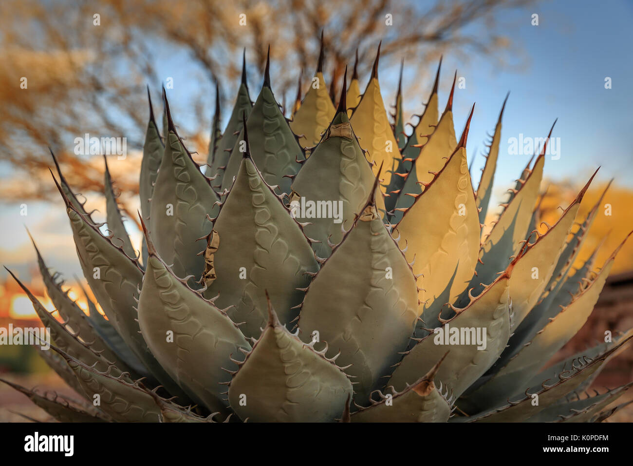 Still life of agave plant with pretty pattern along the length of the ...
