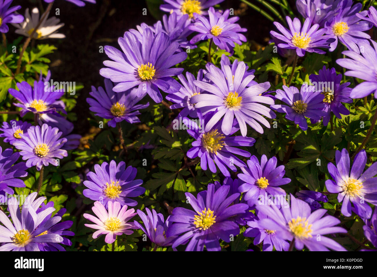 Pink and Purple Flowers Background Stock Photo - Alamy
