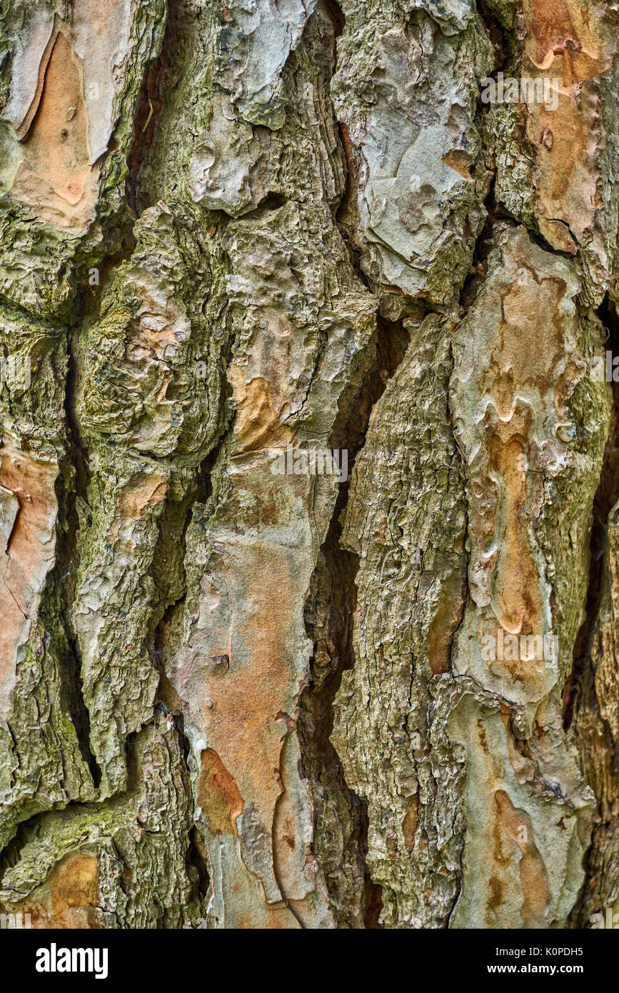 Tree background. tree texture Stock Photo - Alamy