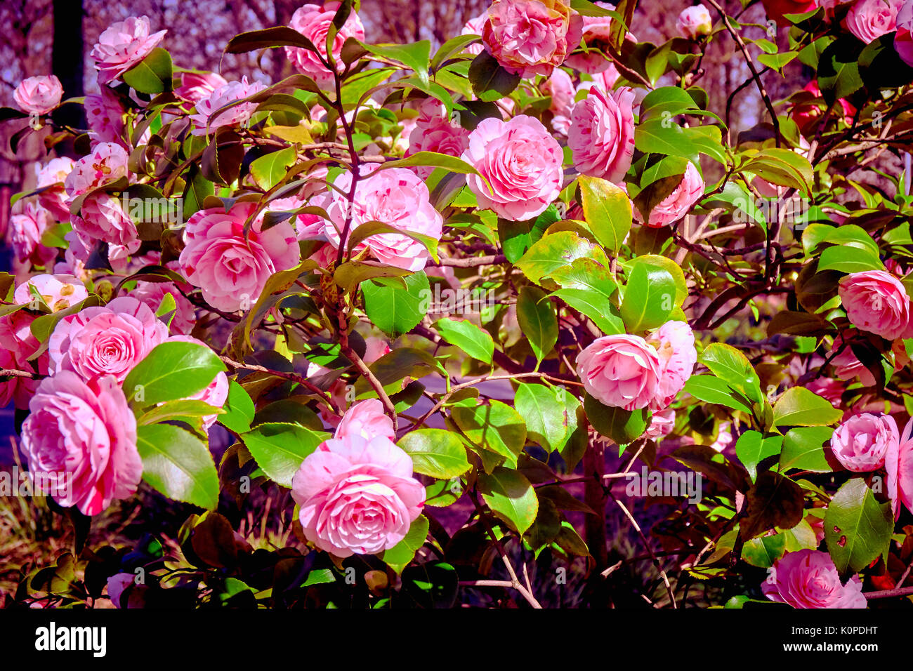 rosebush. Climbing rose tree Stock Photo - Alamy