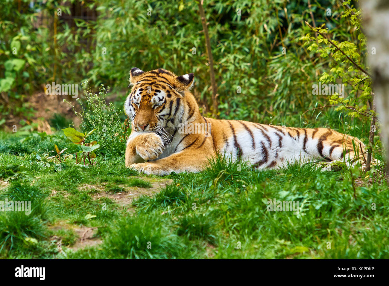 Tiger in forest. Tiger in the nature Stock Photo - Alamy