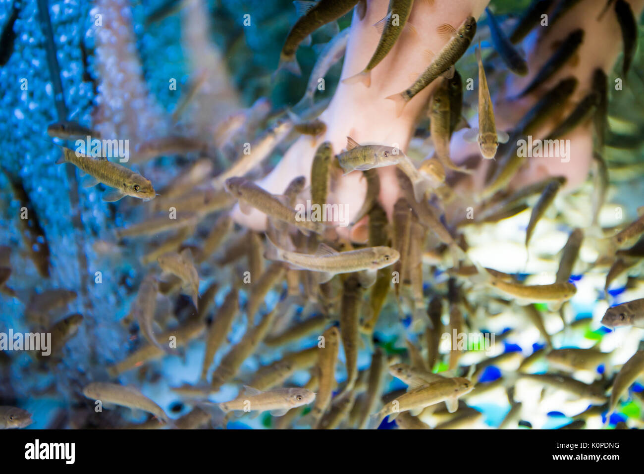 Fish spa feet pedicure. Fish Spa Skin Therapy Stock Photo - Alamy