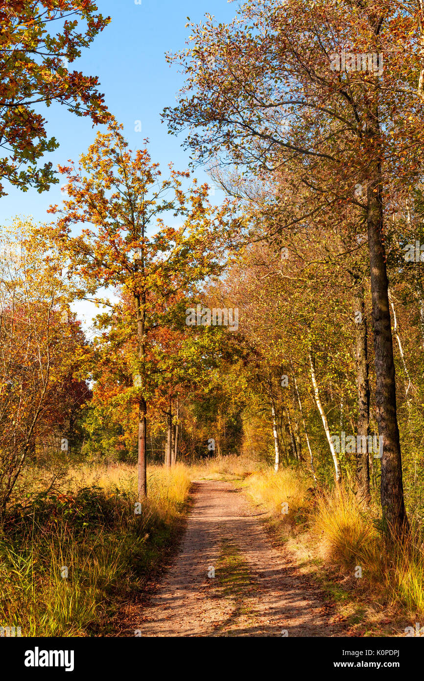 Golden autumn. Beautiful Autumnal park. Beauty nature scene. Autumn ...