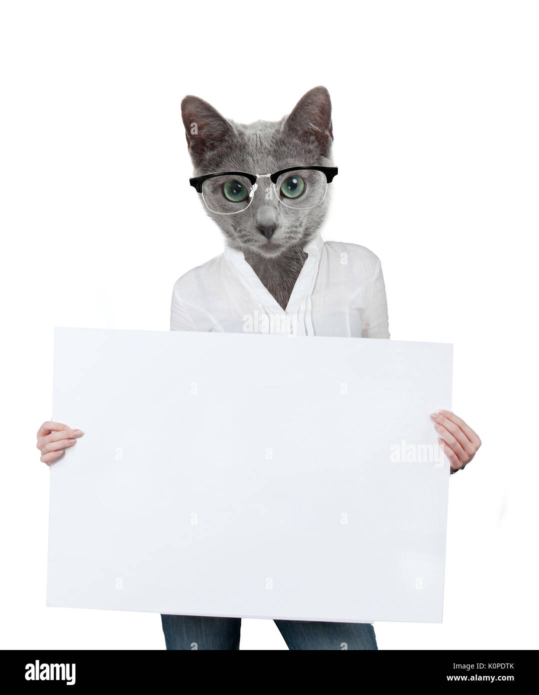 Cat standing up holding a blank sign. kitten with blank billboard Stock ...