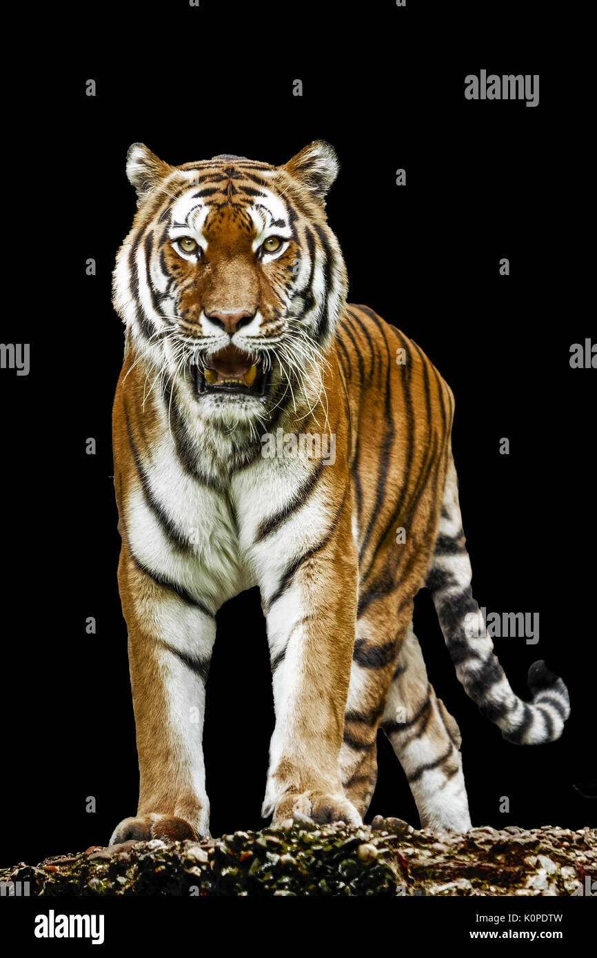 Tiger on black background Stock Photo - Alamy