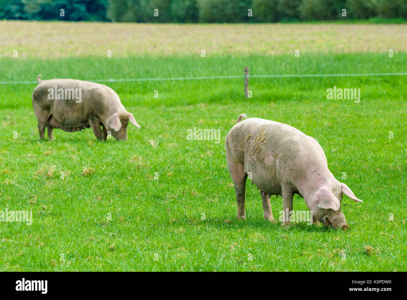 Real pigs hi-res stock photography and images - Alamy