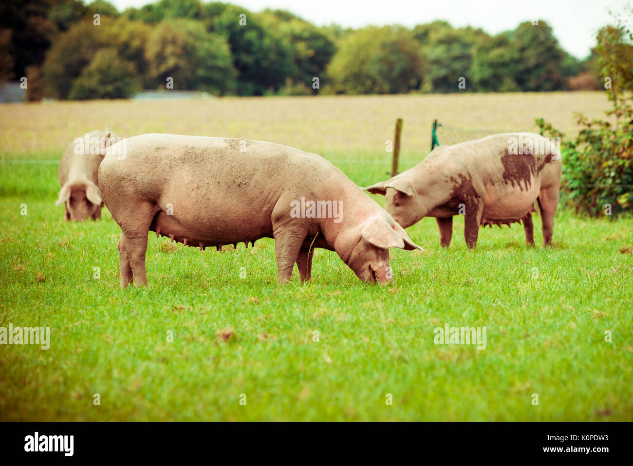 Pastured meat hi-res stock photography and images - Alamy