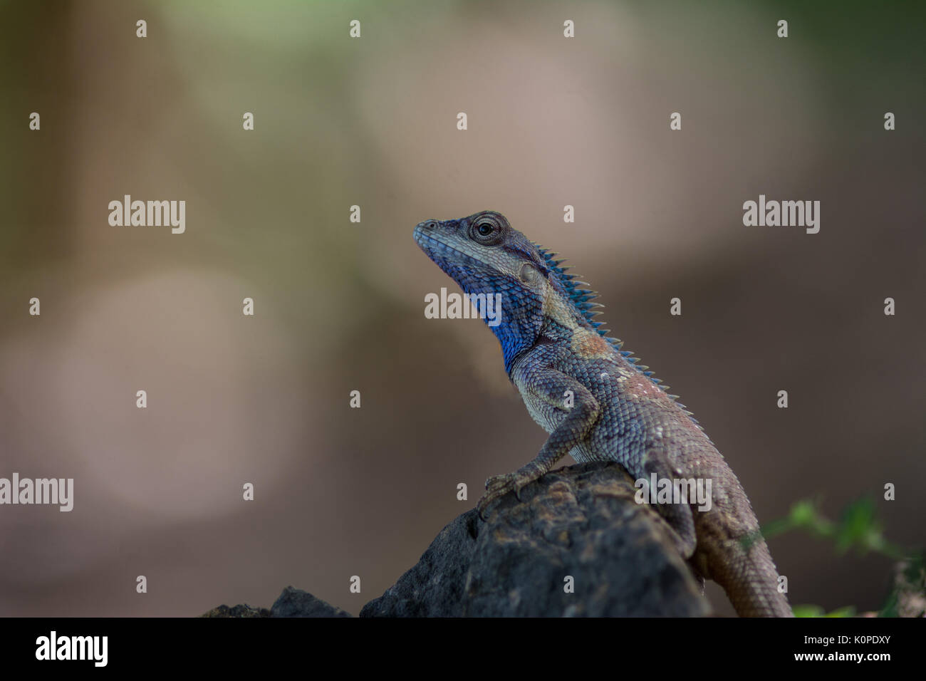 Blue crested lizard hi-res stock photography and images - Alamy