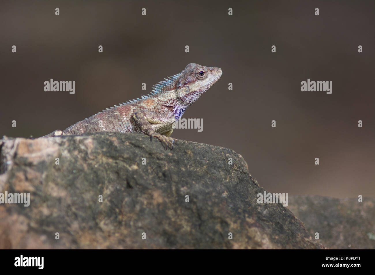 Blue crested lizard hi-res stock photography and images - Alamy