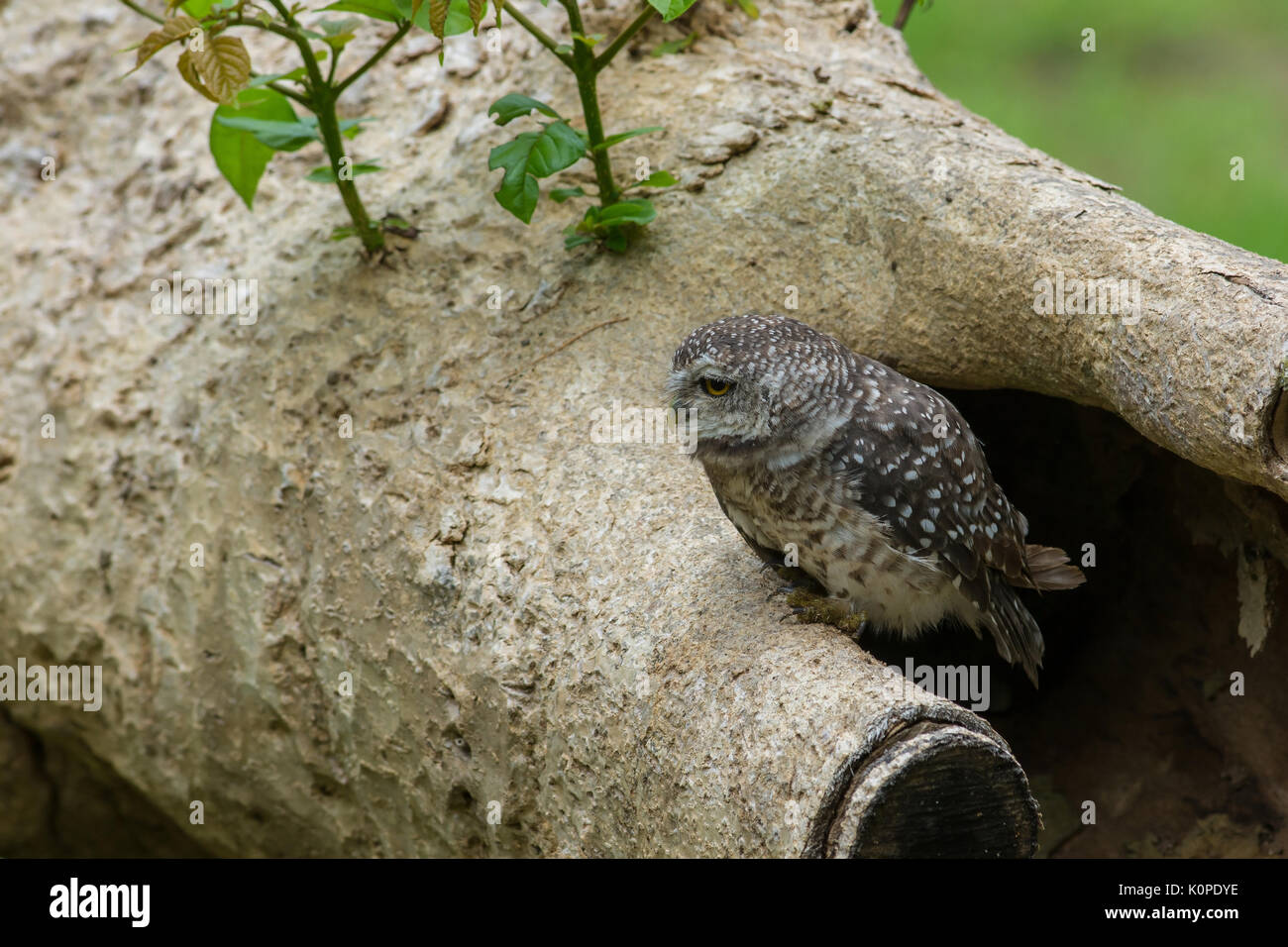 Beautiful Owl bird (Spotted owlet) on log tree Stock Photo - Alamy