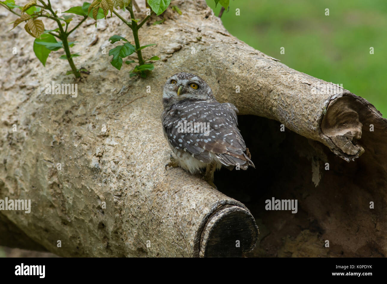 Beautiful Owl bird (Spotted owlet) on log tree Stock Photo - Alamy