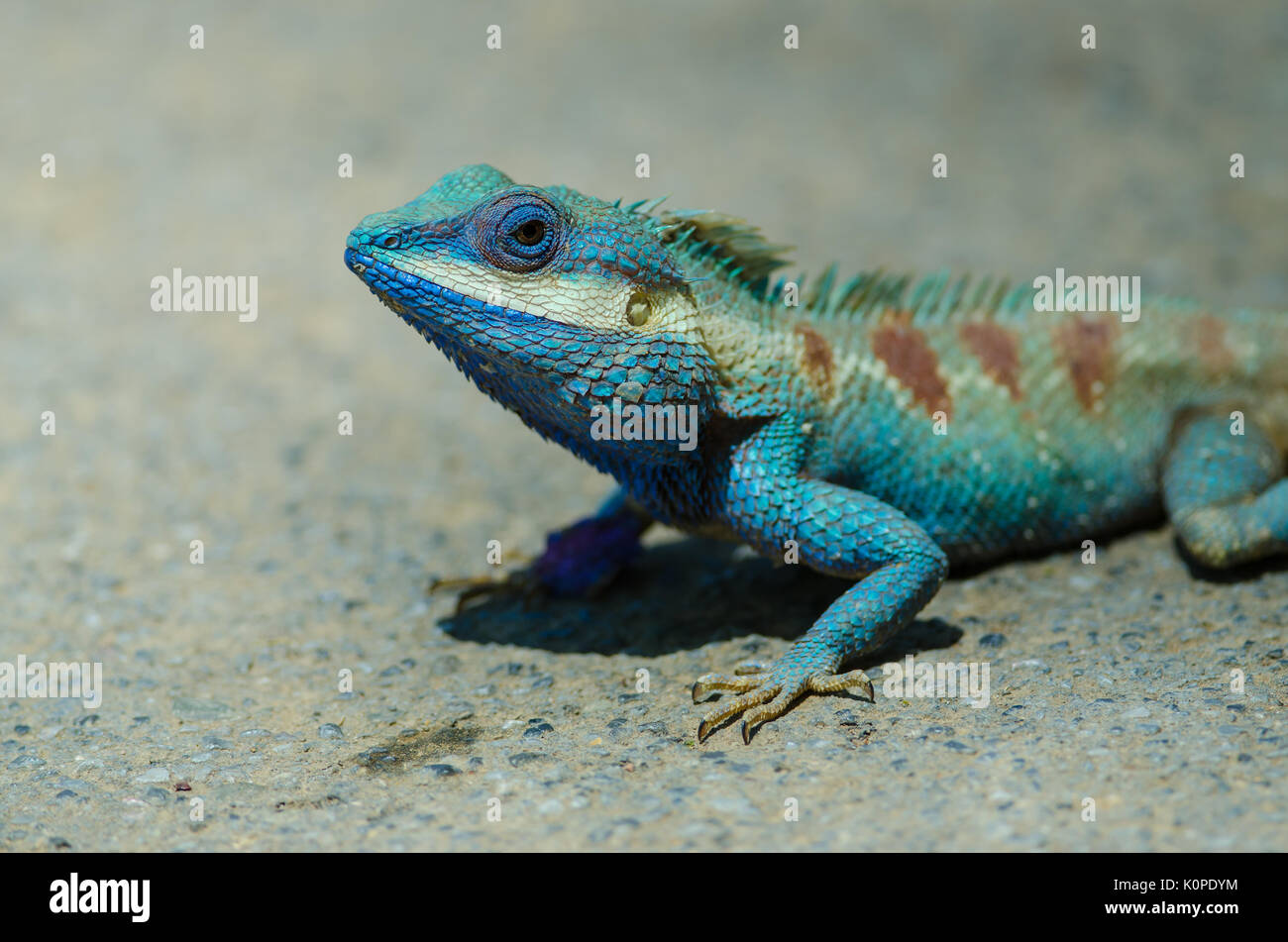 Calotes mystaceus hi-res stock photography and images - Alamy