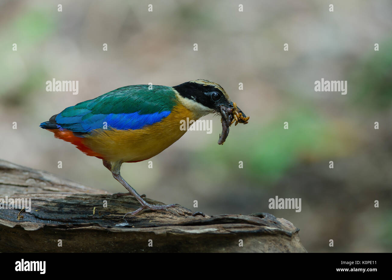Blue-winged Pitta (Pitta moluccensis) in nature of Thailand Stock Photo ...