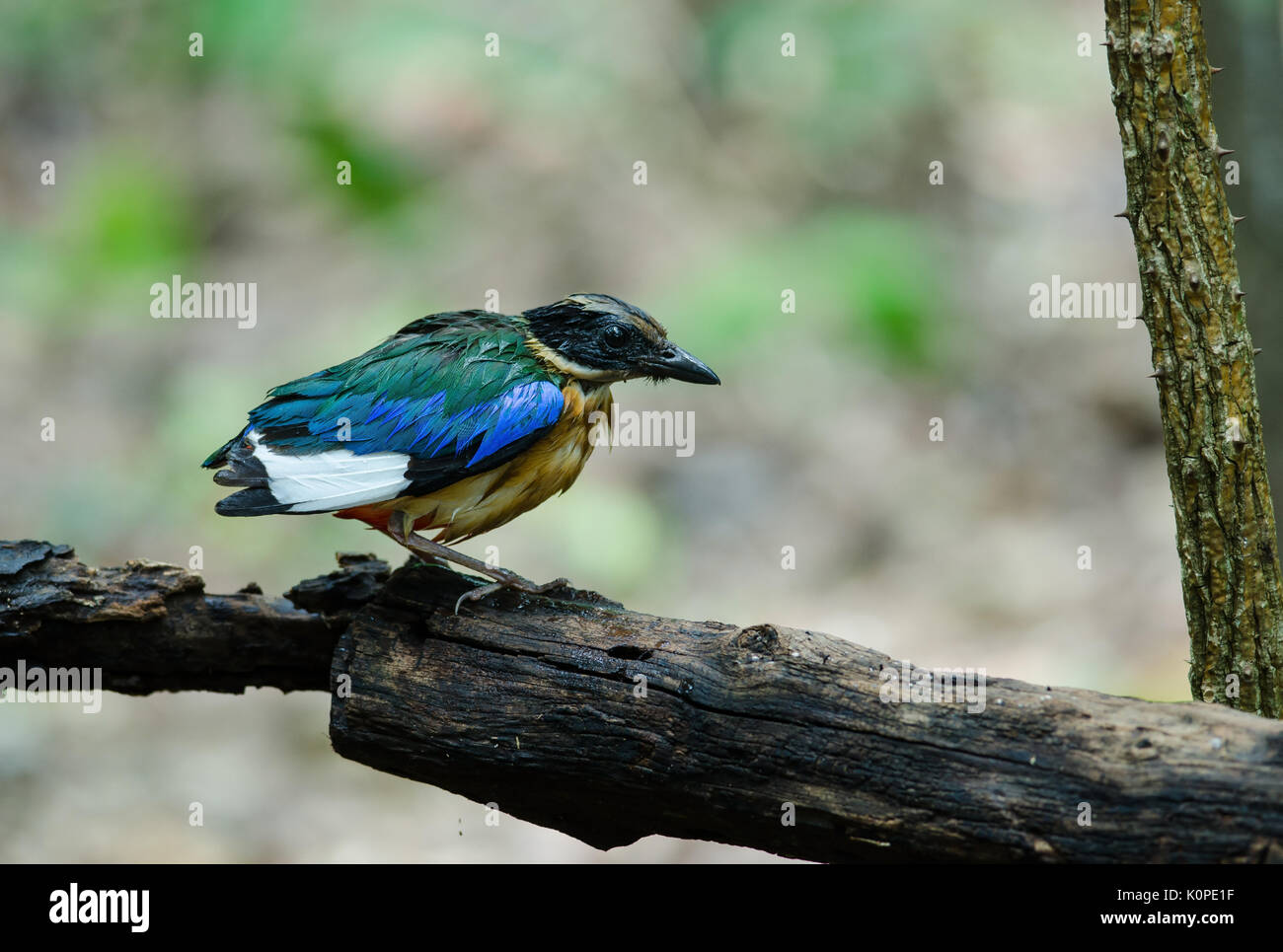 Blue-winged Pitta (Pitta moluccensis) in nature of Thailand Stock Photo ...