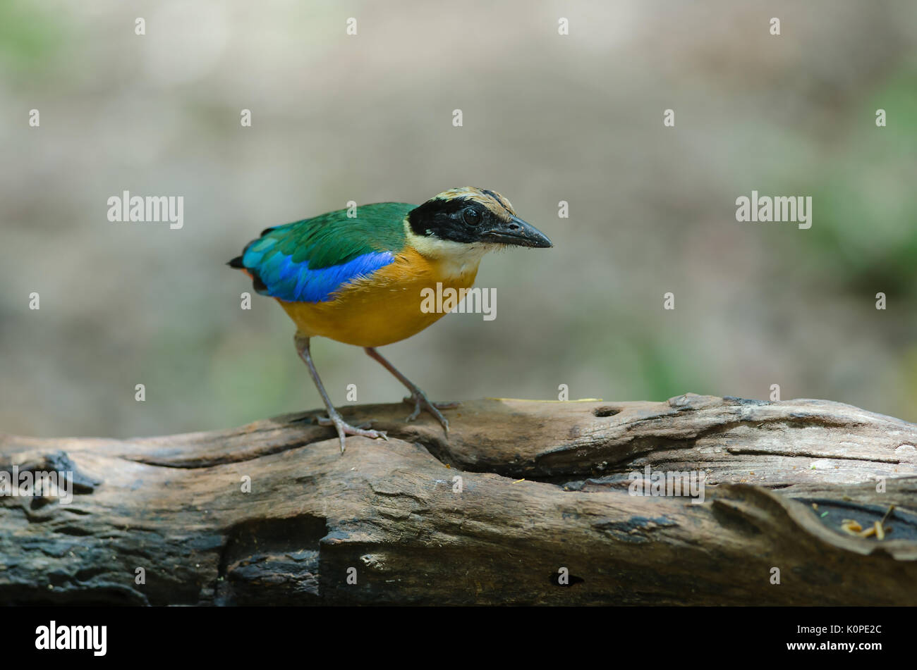 Blue-winged Pitta (Pitta moluccensis) in nature of Thailand Stock Photo ...