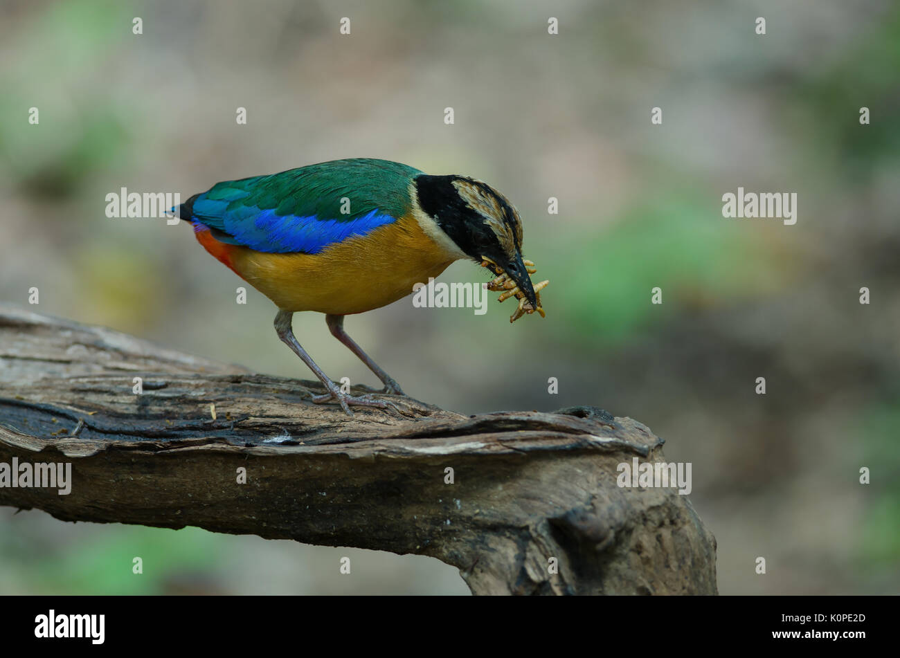 Blue winged pitta moluccensis hi-res stock photography and images - Alamy