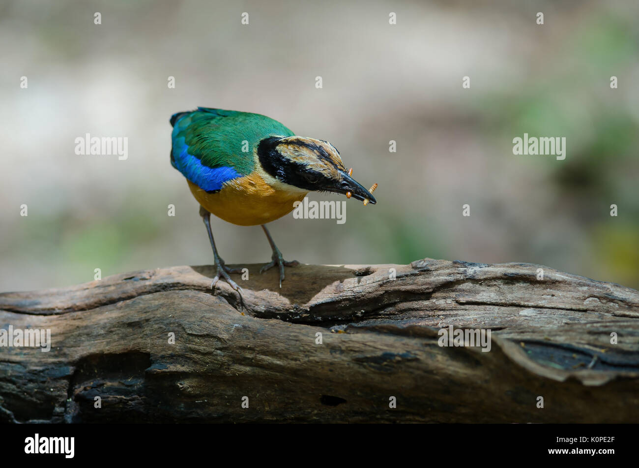 Blue-winged Pitta (Pitta moluccensis) in nature of Thailand Stock Photo ...