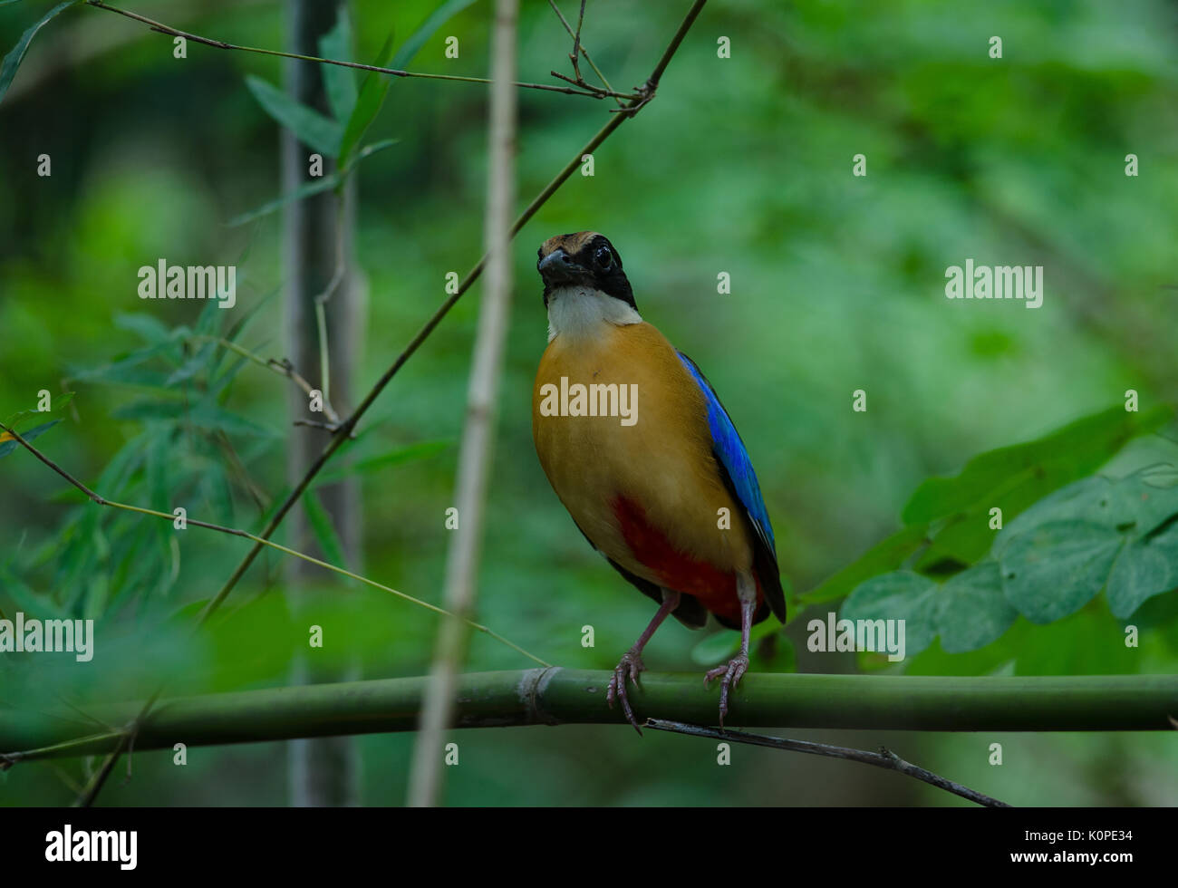 Blue-winged Pitta (Pitta moluccensis) in nature of Thailand Stock Photo ...