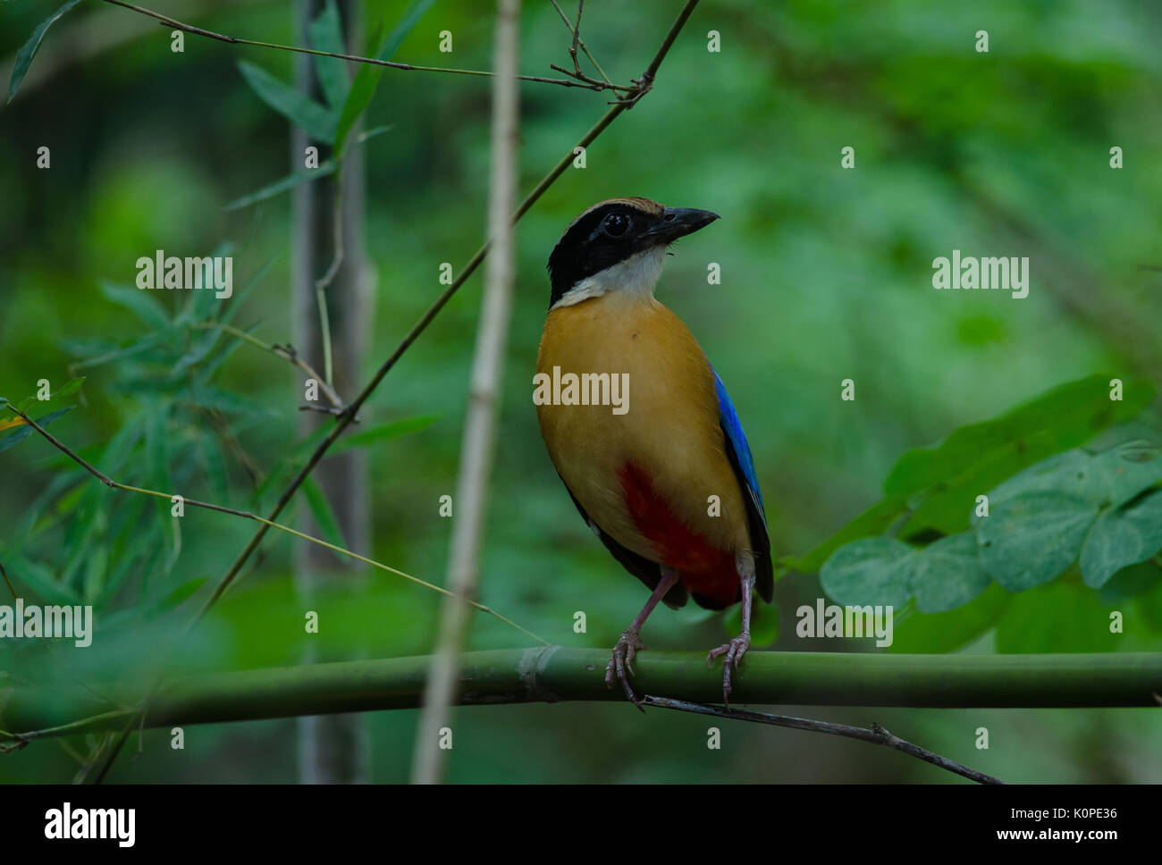 Blue-winged Pitta (Pitta moluccensis) in nature of Thailand Stock Photo ...