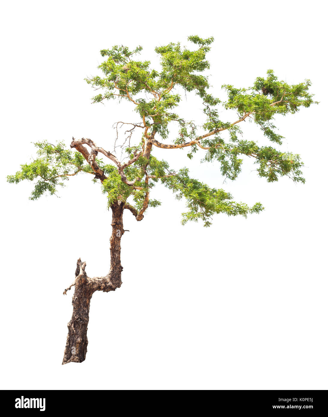 tree isolated on white Stock Photo - Alamy