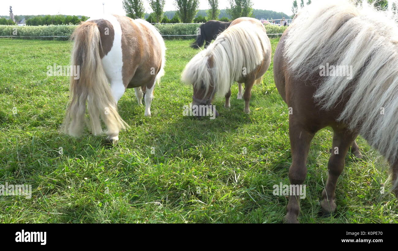 Miniature pony horse eating grass Stock Photo - Alamy