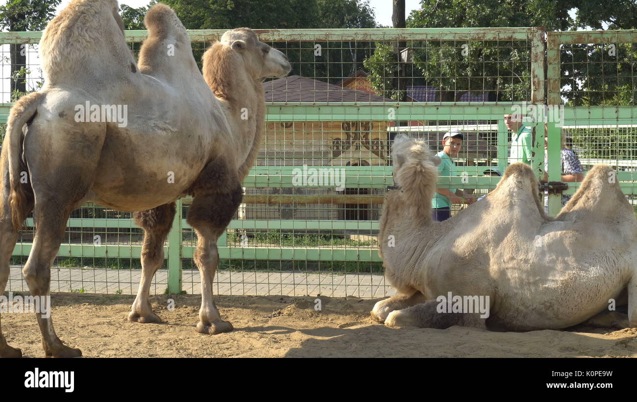 Bahrain national animal hi-res stock photography and images - Alamy