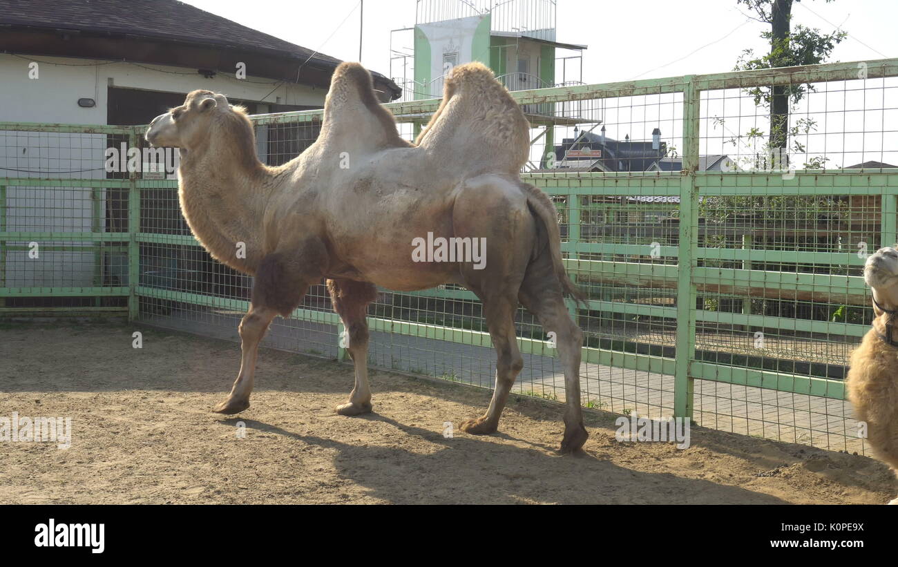 Bahrain national animal hi-res stock photography and images - Alamy