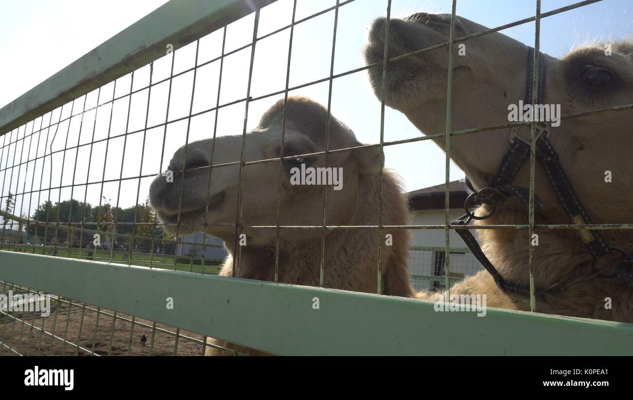 Bahrain national animal hi-res stock photography and images - Alamy