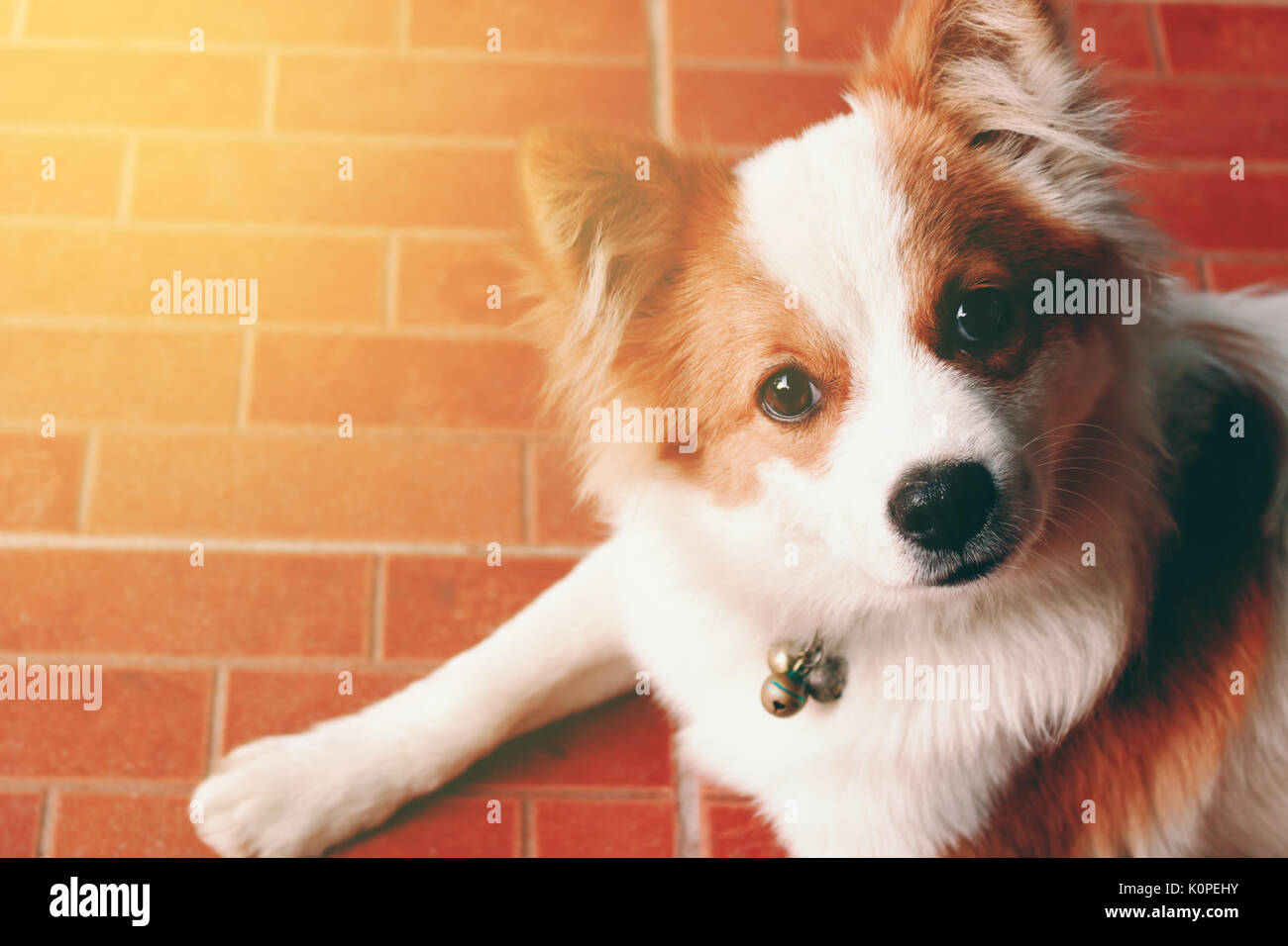 Curious small dog hi-res stock photography and images - Alamy