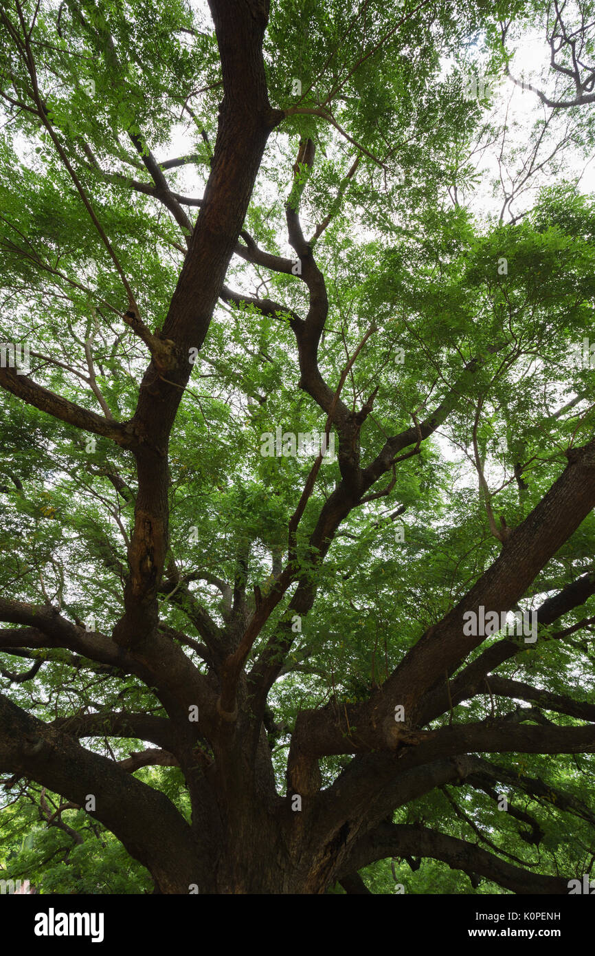 big branch of Giant Monky Pod Tree in Kanchanaburi, Thailand Stock ...