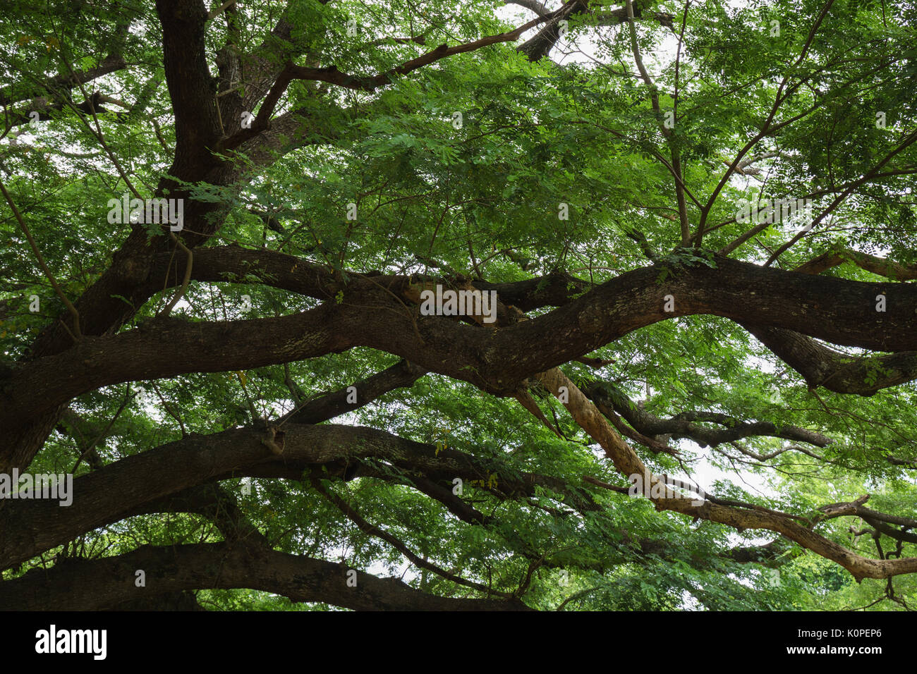 big branch of Giant Monky Pod Tree in Kanchanaburi, Thailand Stock ...