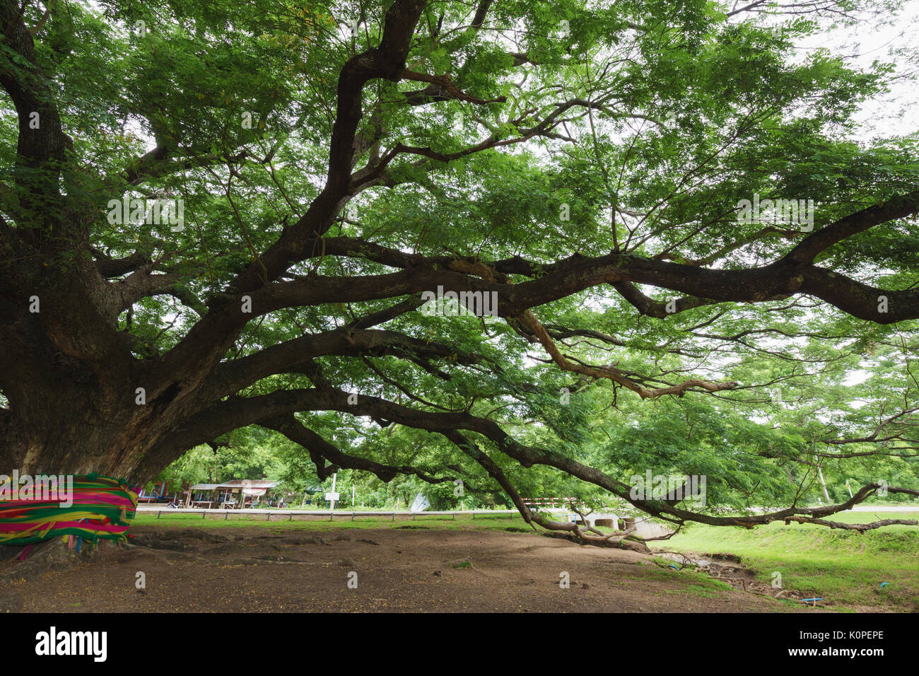 Giant monkey pod hi-res stock photography and images - Alamy