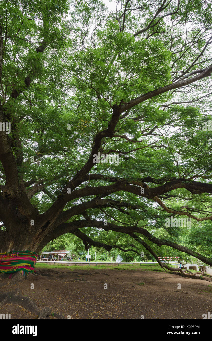 big branch of Giant Monky Pod Tree in Kanchanaburi, Thailand Stock ...