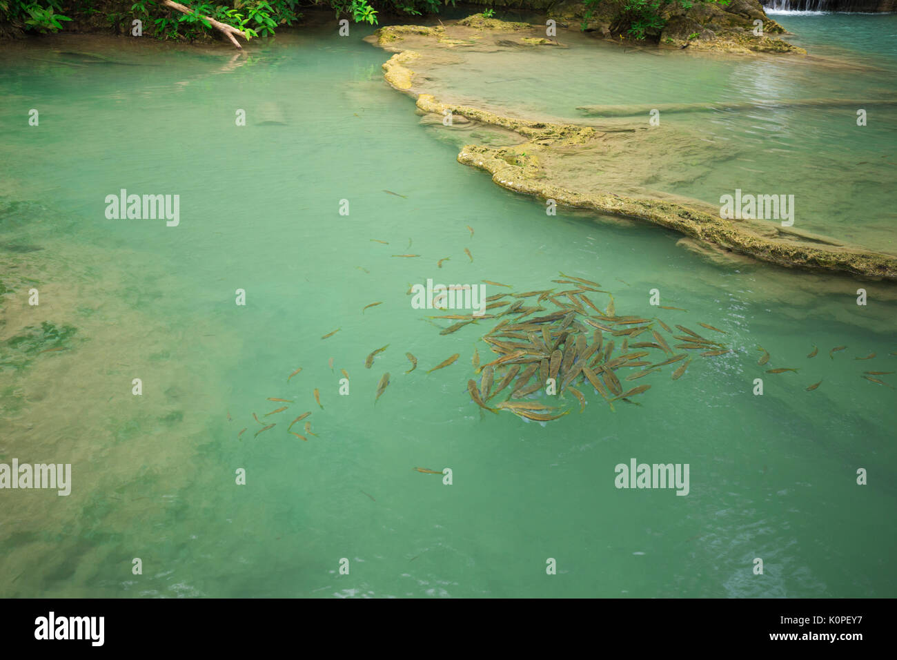 Neolissochilus stracheyi fish in Level 1 of Erawan Waterfall ...