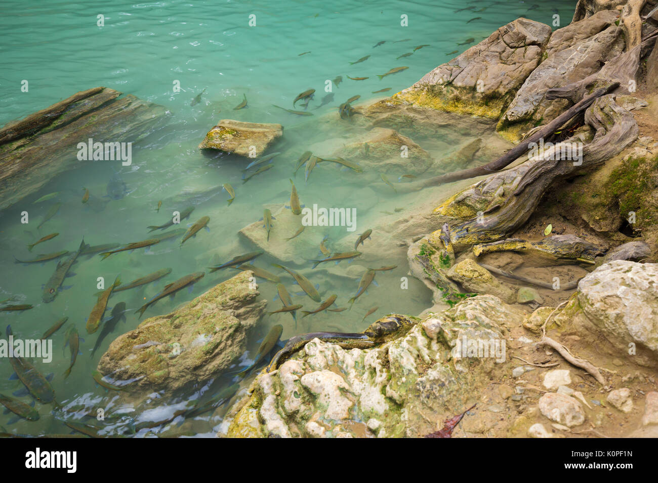 Neolissochilus stracheyi fish in Level 2 of Erawan Waterfall ...