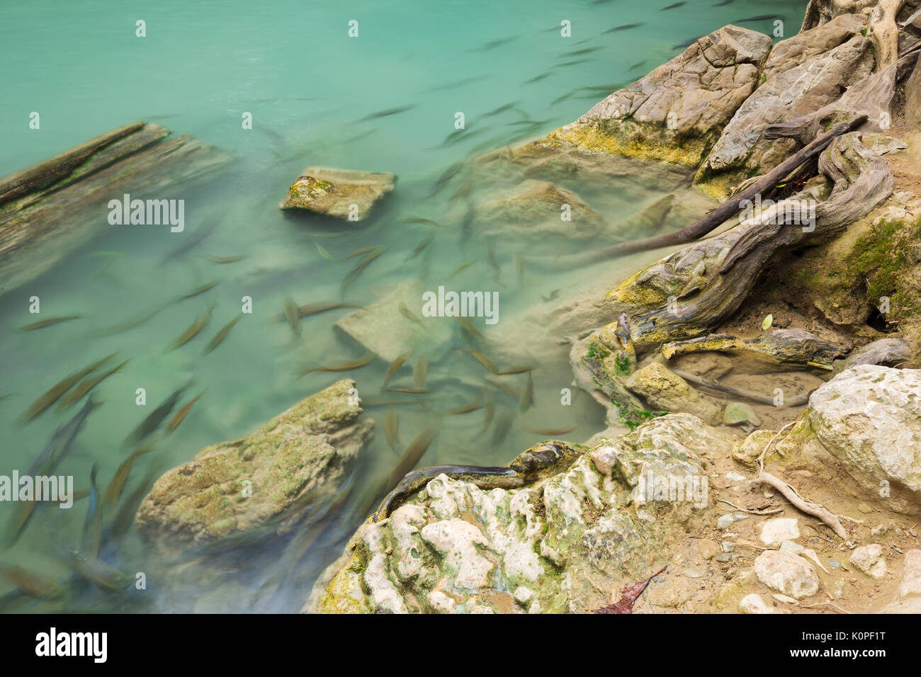 Neolissochilus stracheyi fish in Level 2 of Erawan Waterfall ...