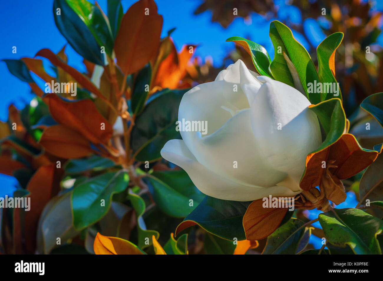 Magnolia grandiflora magnolias hi-res stock photography and images - Alamy