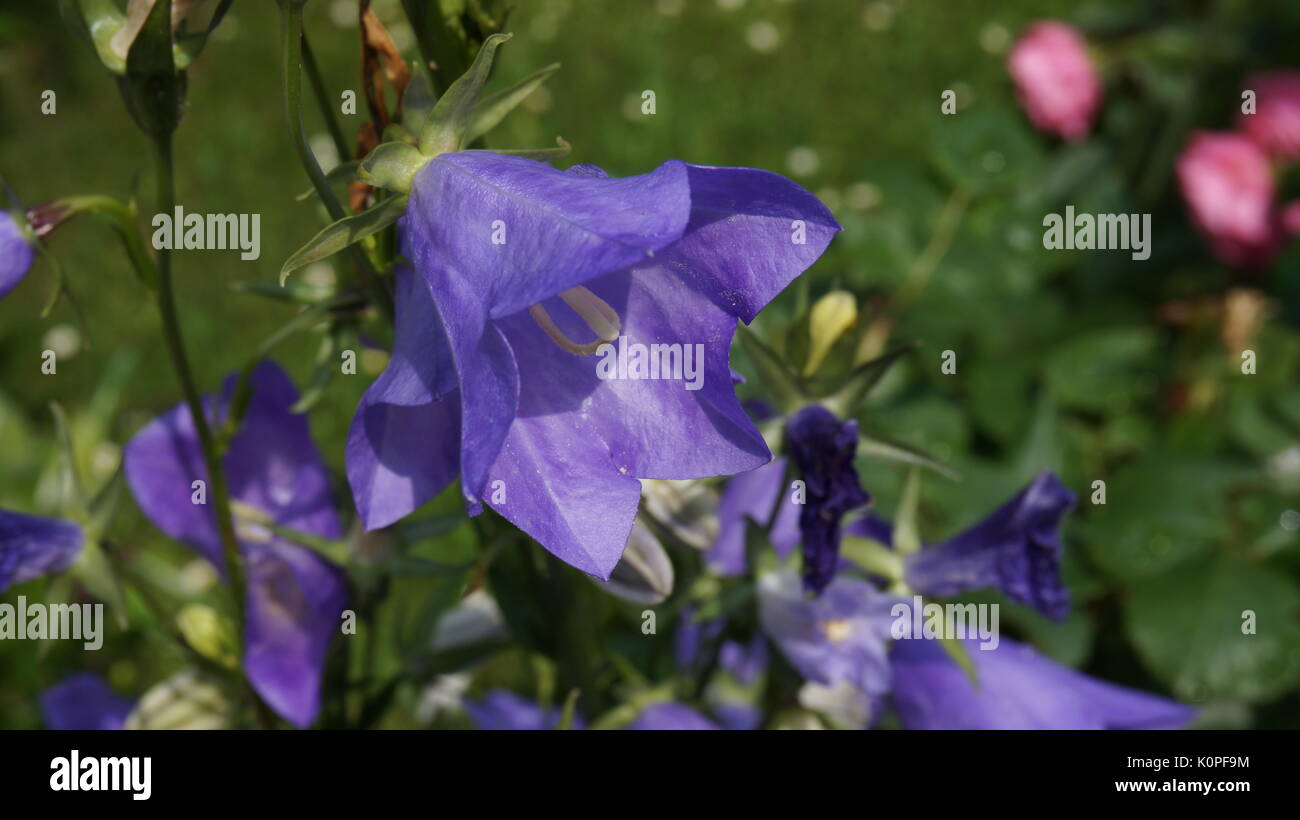 Blue bell flower hi-res stock photography and images - Alamy