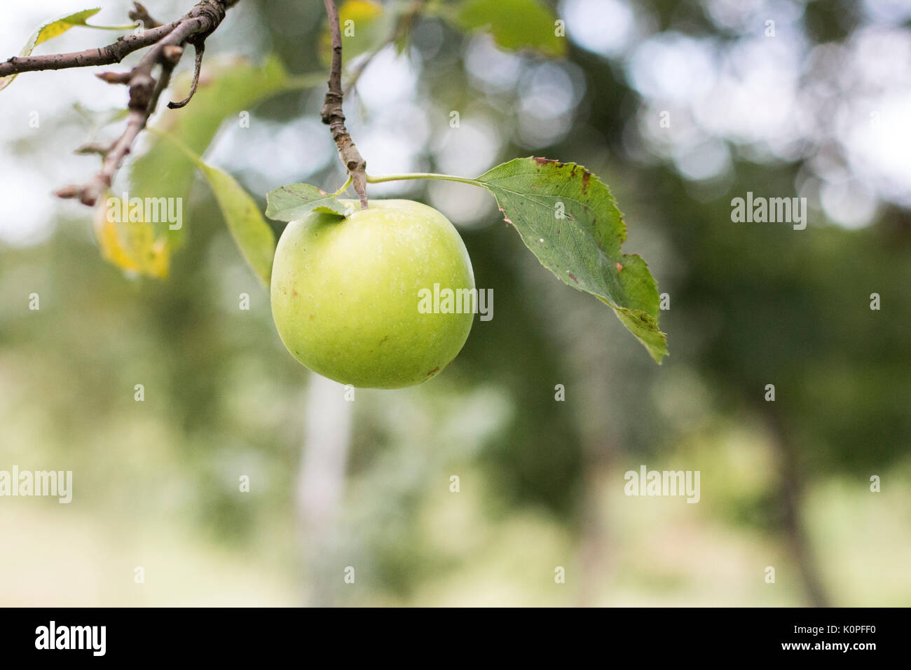 green apple hanging from a branch Stock Photo - Alamy