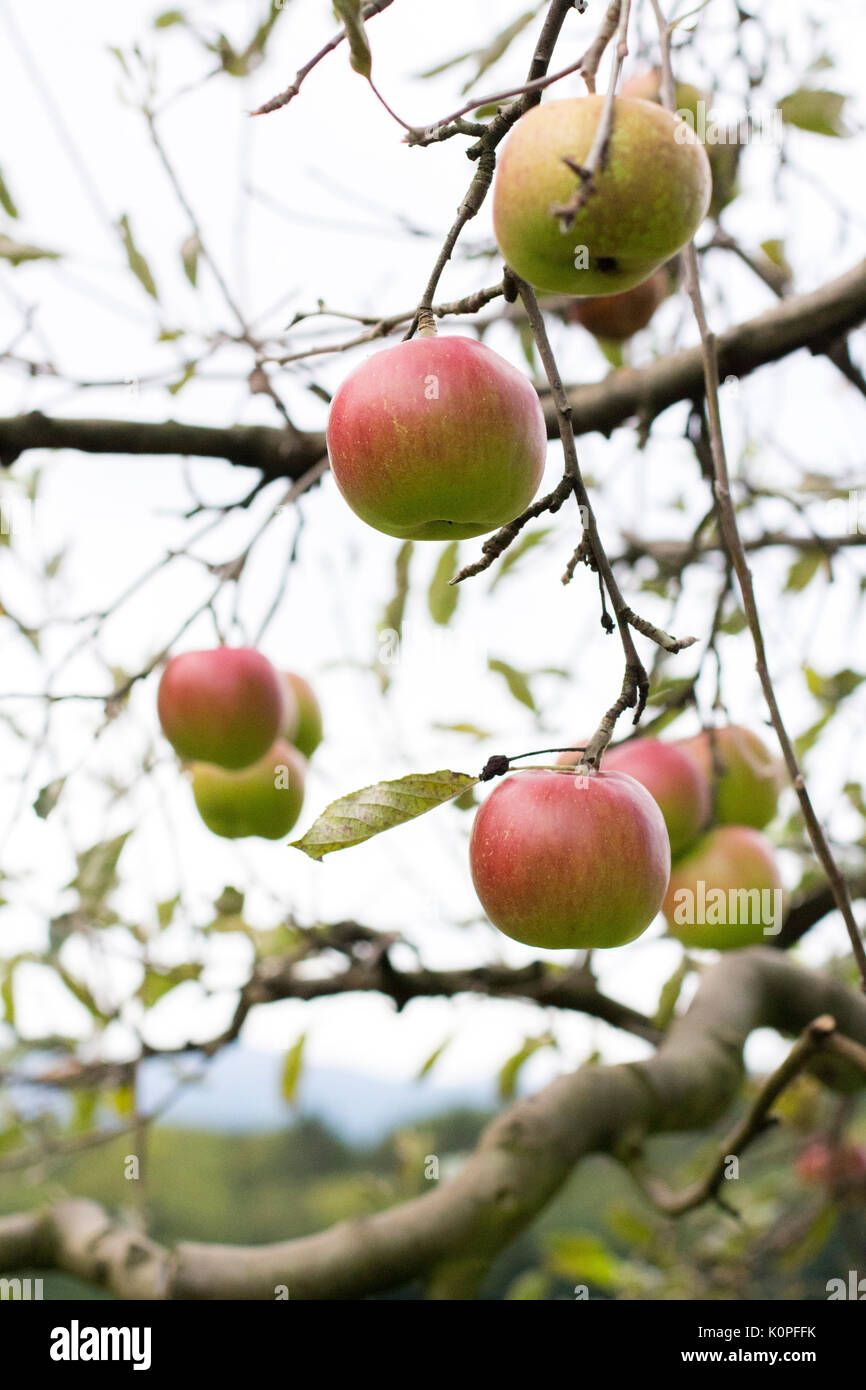 apples hanging from a branch Stock Photo - Alamy