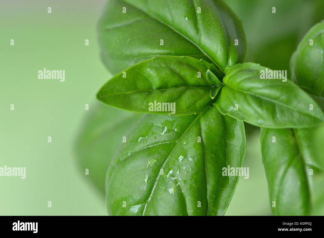 Fresh basil leaves Stock Photo - Alamy