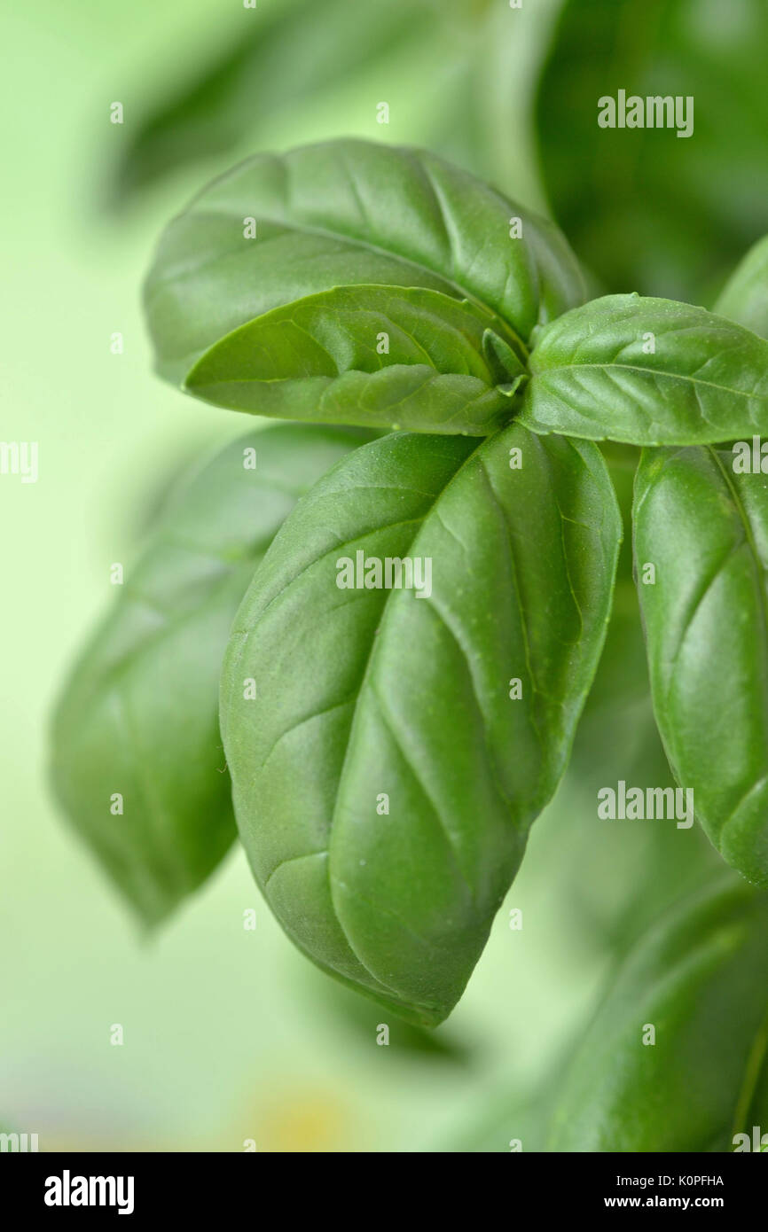Fresh basil leaves Stock Photo - Alamy