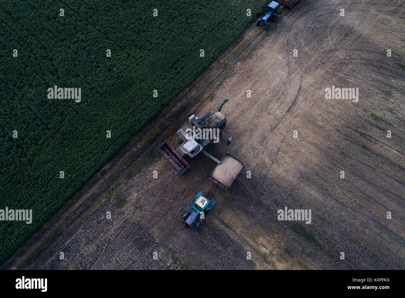 Aerial view of the combine harvester, which pours the grain into the ...